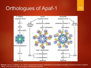 Apaf-1 and Apoptosome Activation in H. sapiens | PPT
