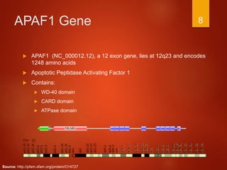 Apaf-1 and Apoptosome Activation in H. sapiens | PPT