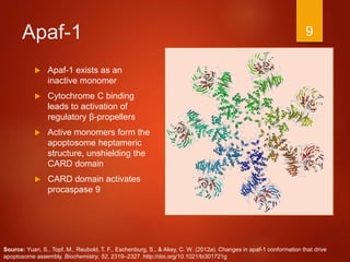 Apaf-1 and Apoptosome Activation in H. sapiens | PPT