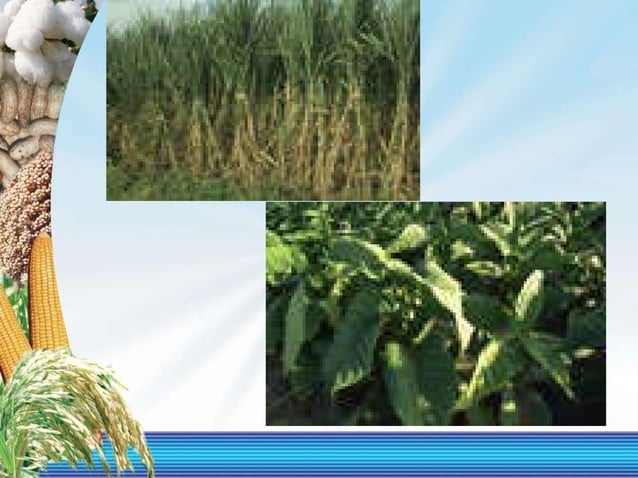 Ap Agriculture | PPT | Agriculture | Industries
