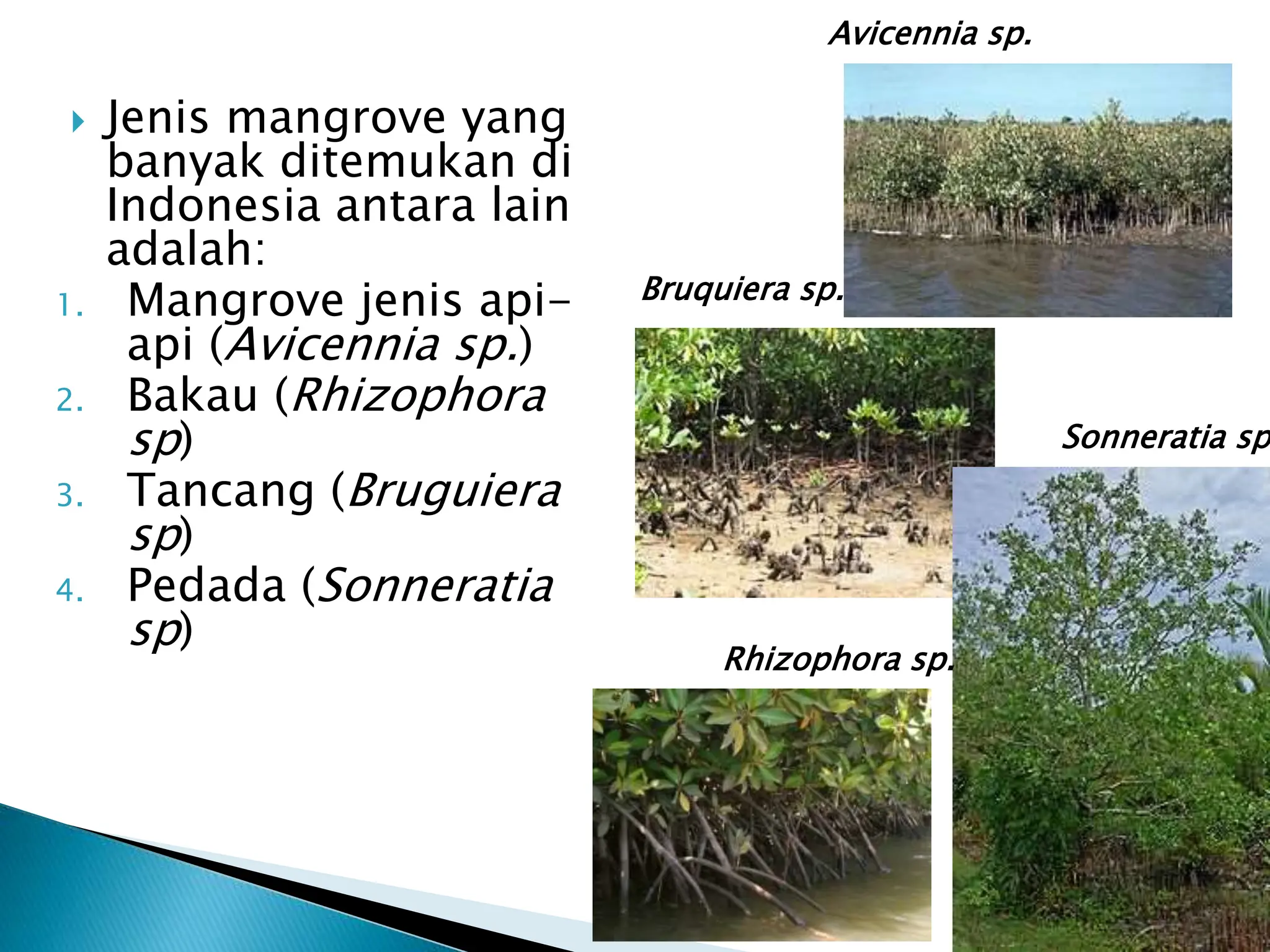 Apa itu mangrove untuk memecah ombak laut.pptx