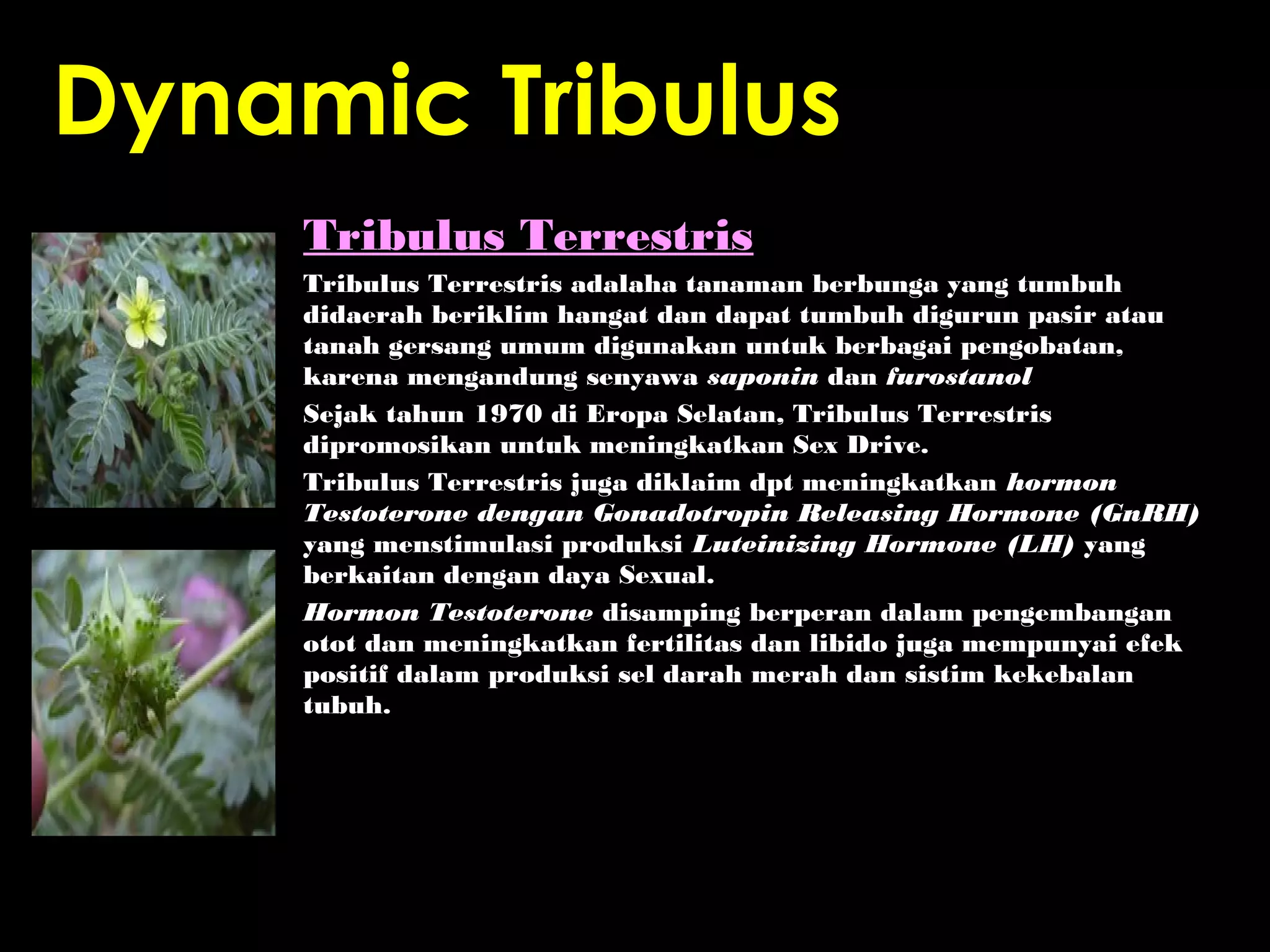 Apa itu propolis | PPT