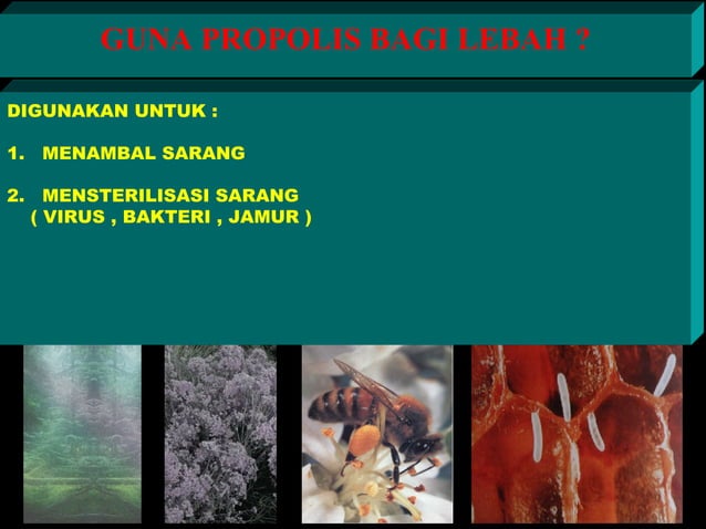 Apa itu propolis | PPT