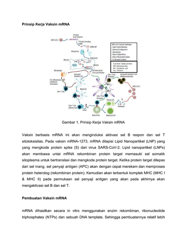 Apa itu vaksin m rna | PDF