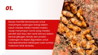 APAKAH RAYAP BISA HIDUP TANPA MAKANAN.pptx