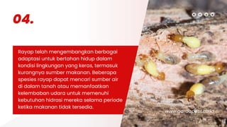 APAKAH RAYAP BISA HIDUP TANPA MAKANAN.pptx