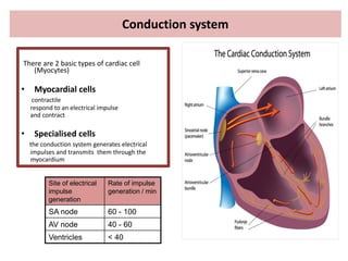 anatomy and physiology of heart | PPT