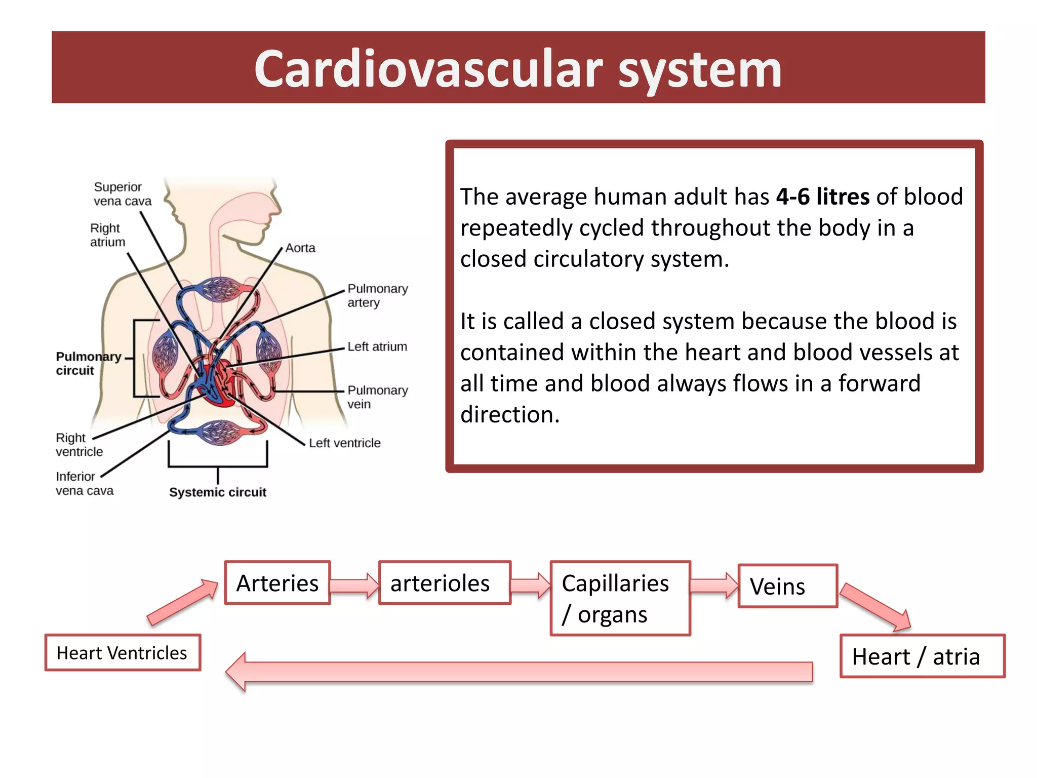 cardiovascular system | PDF