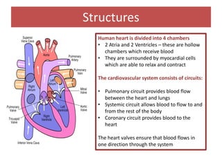 cardiovascular system | PDF