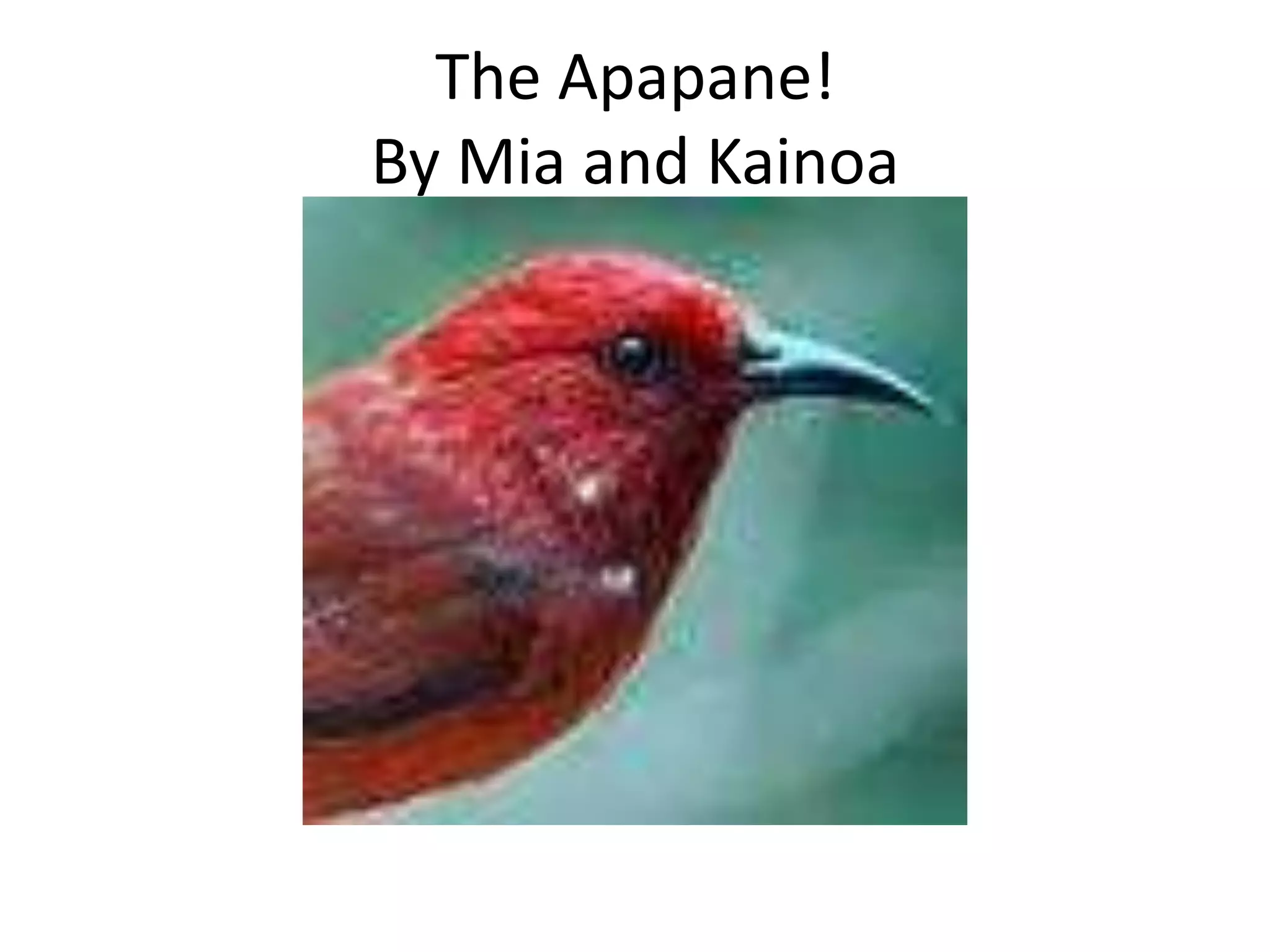 Apapane mia and kainoa | PPT