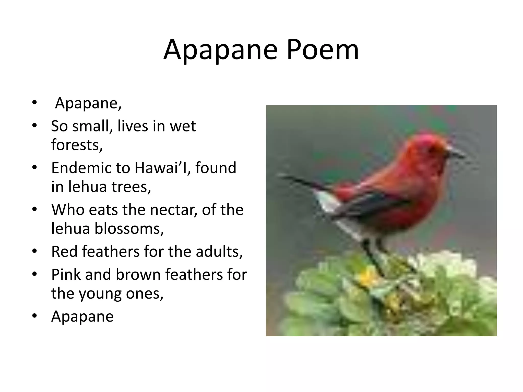 Apapane mia and kainoa | PPT