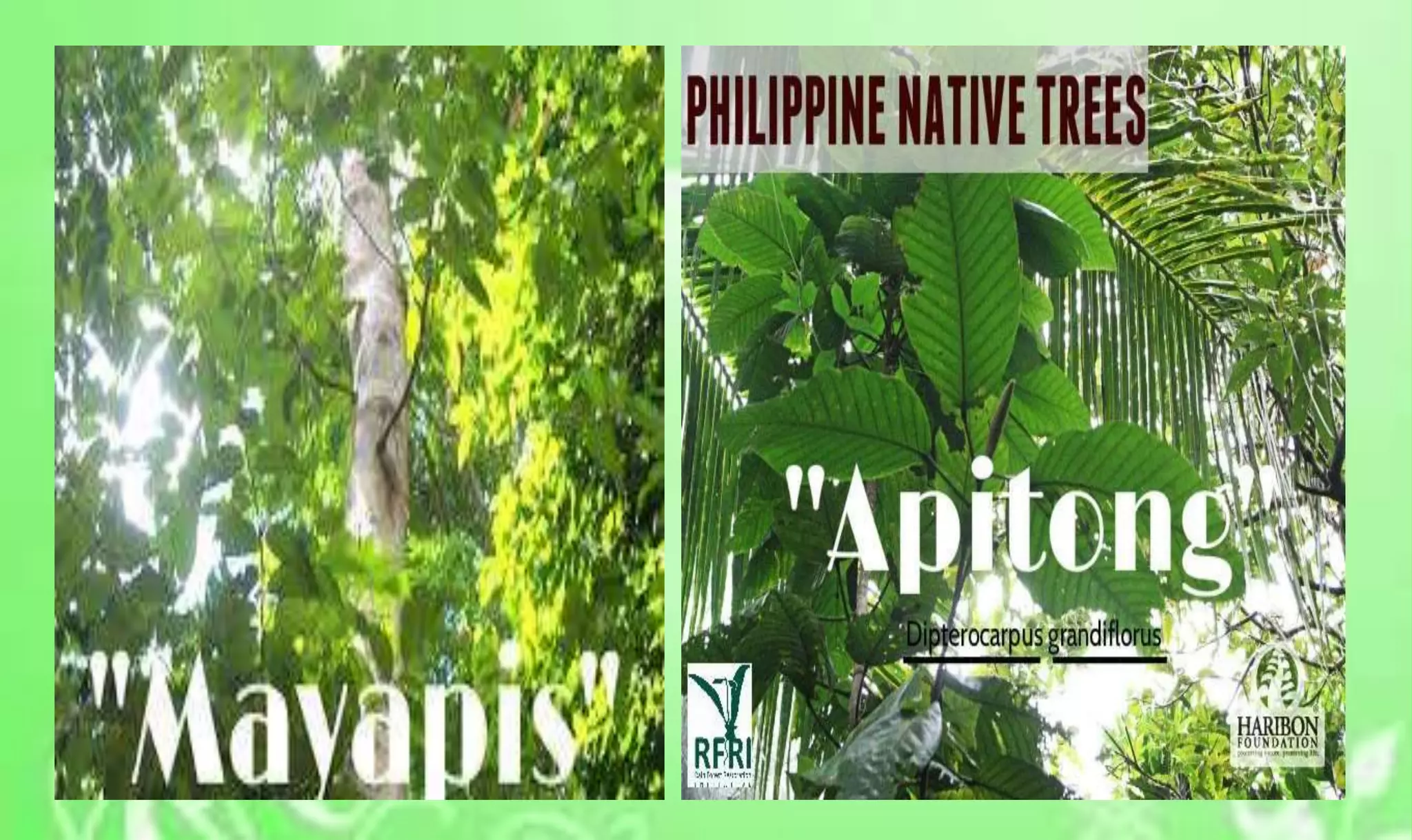 Ap aralin 8 ang kinalaman ng klima sa mga uri ng pananim at hayop sa ...