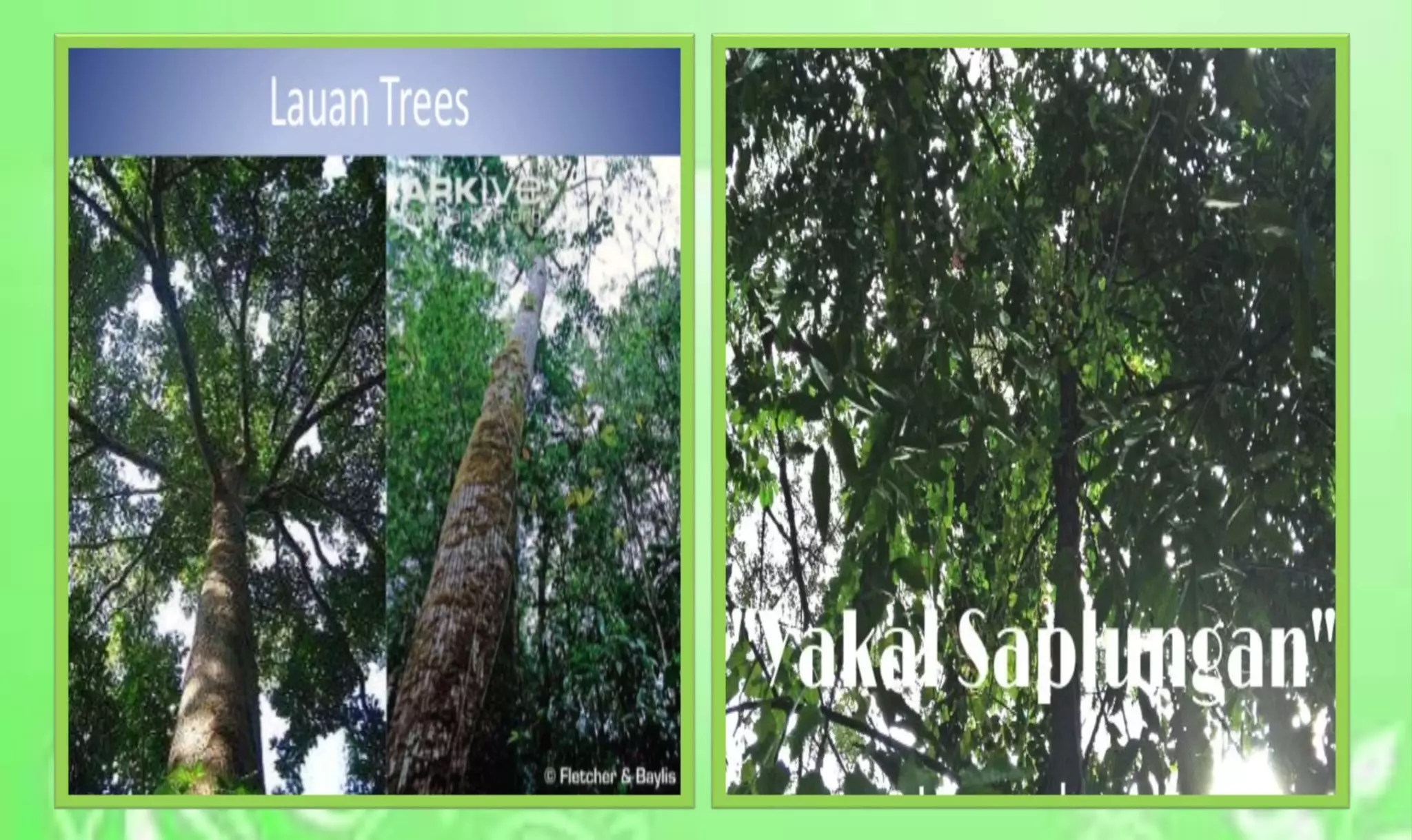 Ap aralin 8 ang kinalaman ng klima sa mga uri ng pananim at hayop sa ...