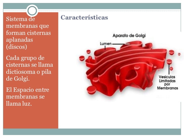 Estructura Interna Y Partes Del Aparato De Golgi