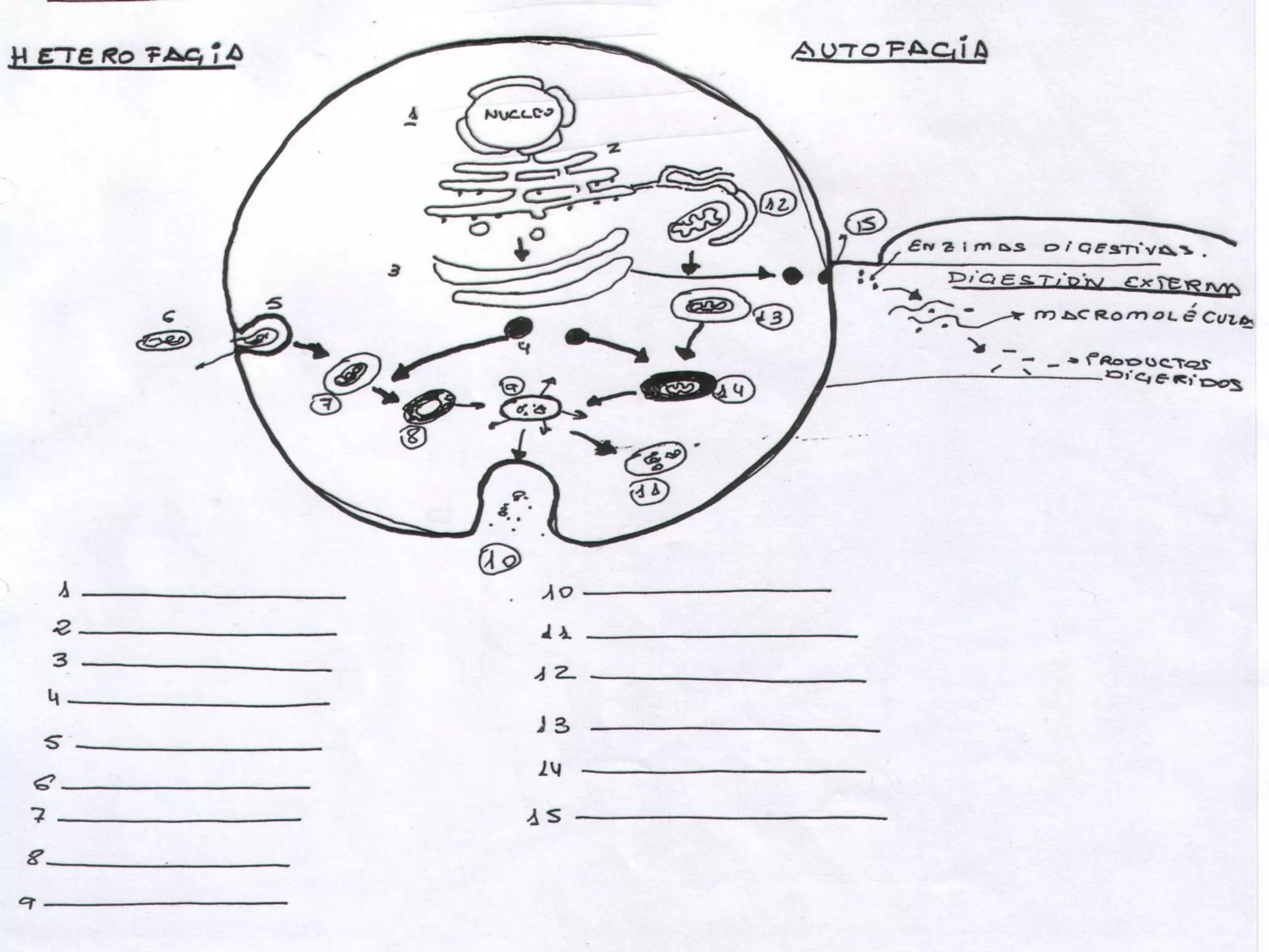Aparato De Golgi | PPT