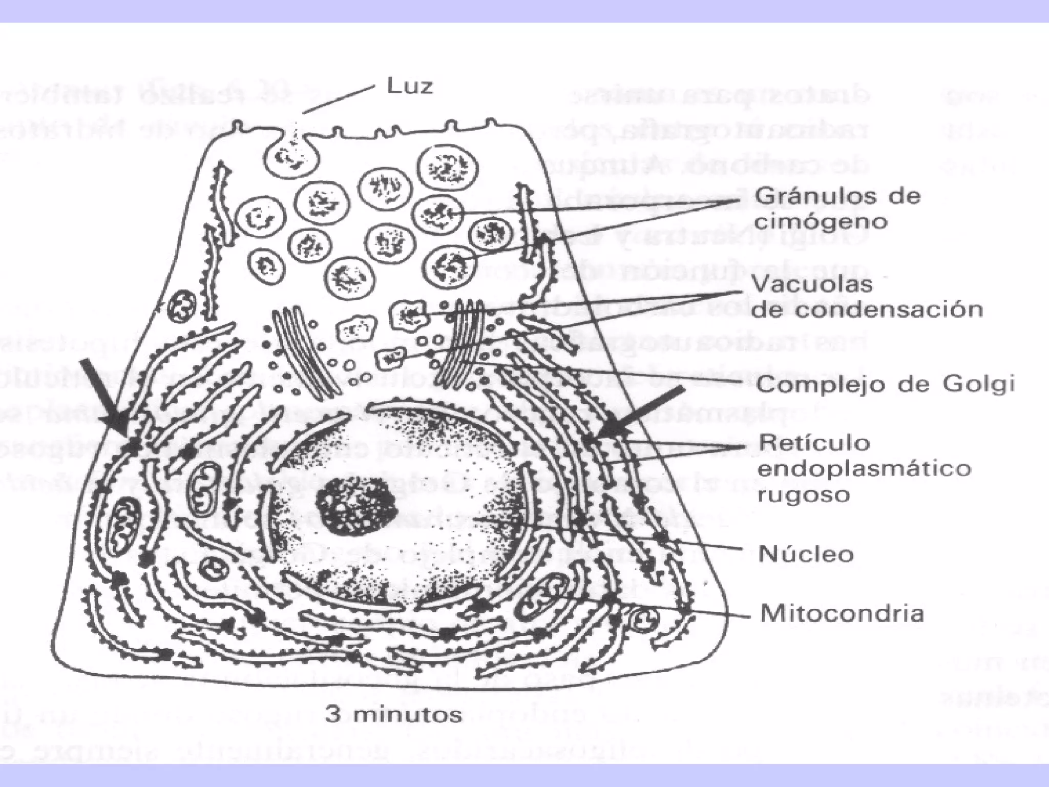 Aparato De Golgi | PPT