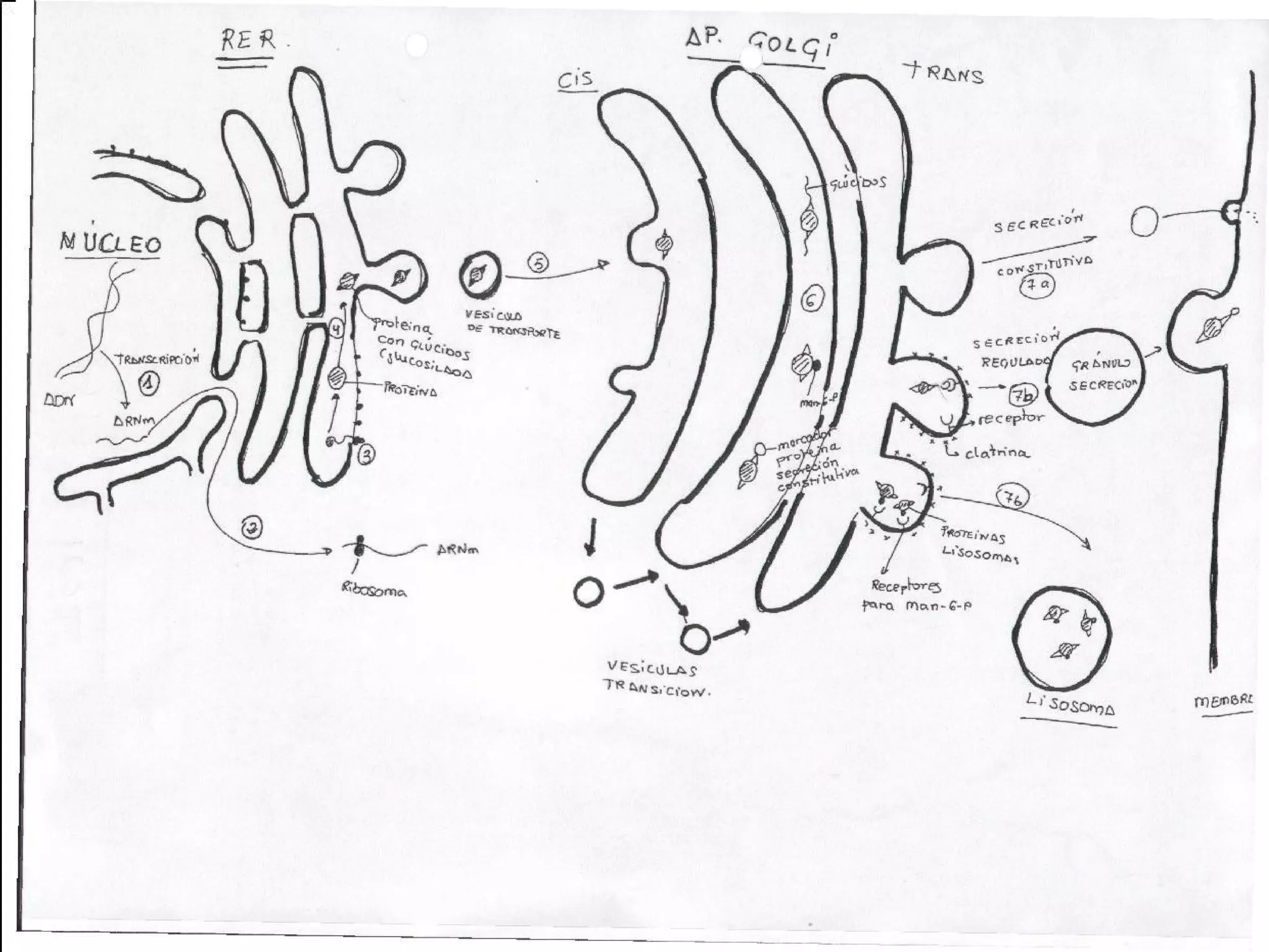 Aparato De Golgi | PPT