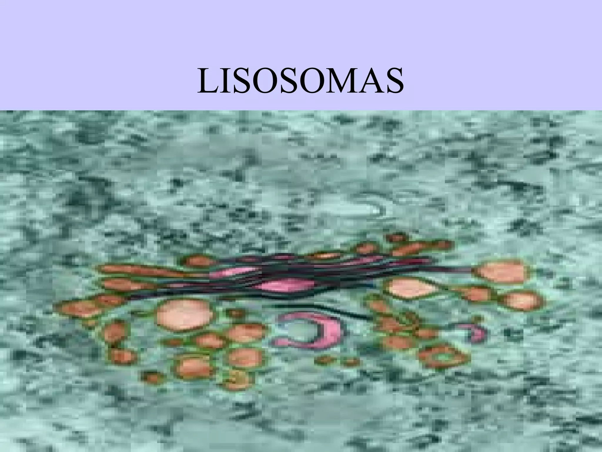 Aparato De Golgi | PPT