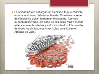 Aparato de Golgi | PPTX
