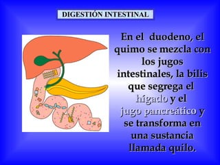 Aparato Digestivo | PPT
