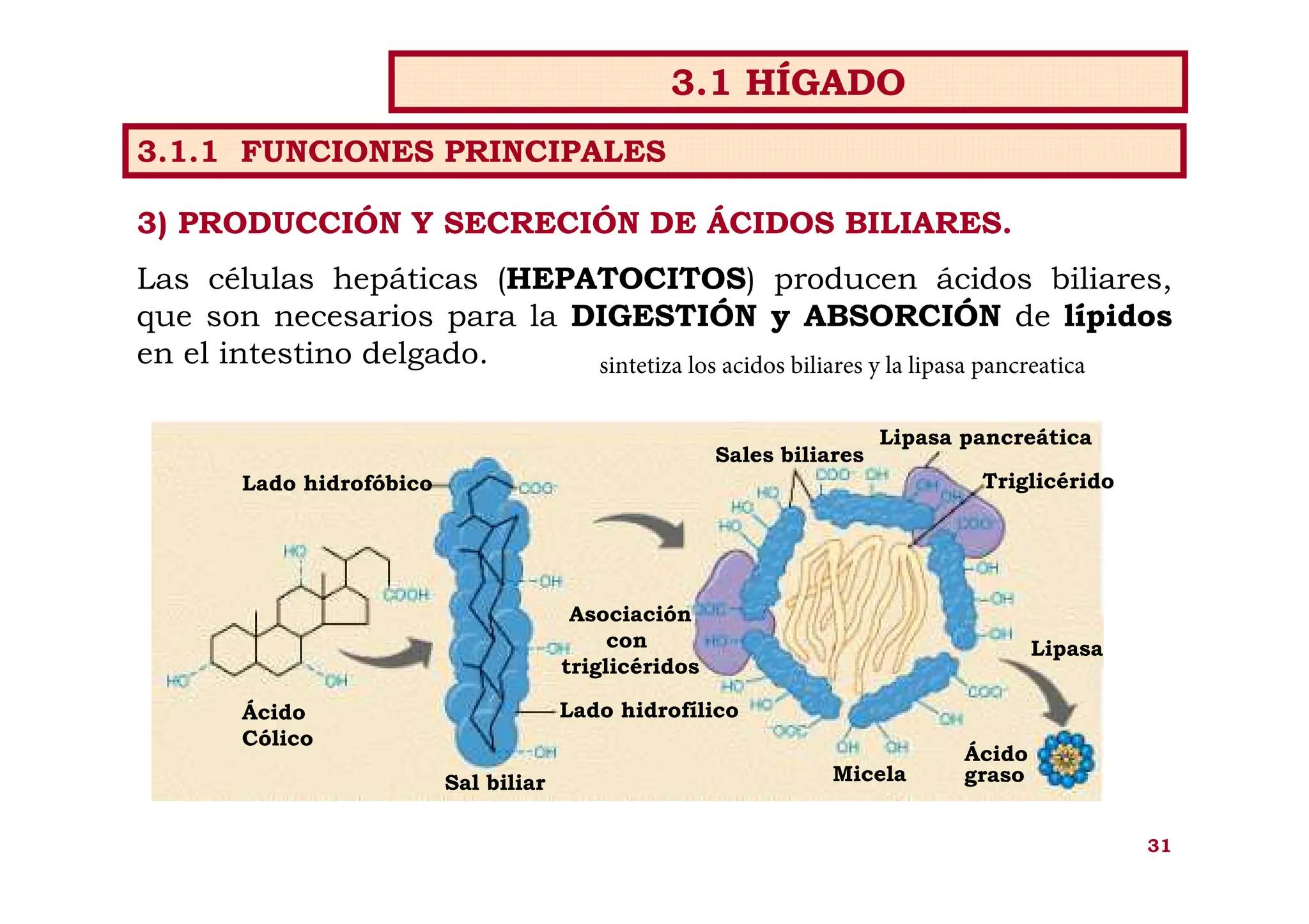 ANATOMIA Y FISIOLOGIA DEL parato-digestivo | PPT | Descarga Gratuita