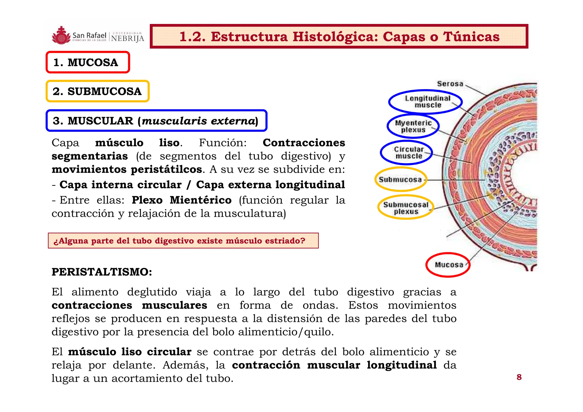 ANATOMIA Y FISIOLOGIA DEL parato-digestivo | PPT