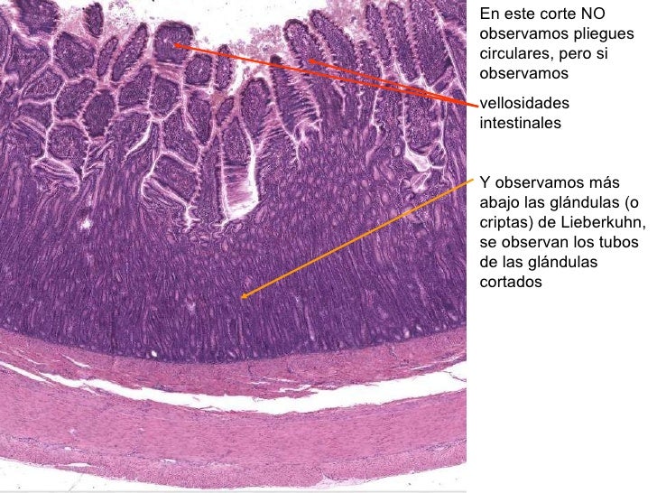 Aparato Digestivo y sus Cortes Histologicos Digestivo I I U V S: De…