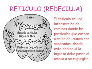 Aparato Digestivo De Los Rumiantes | PPT