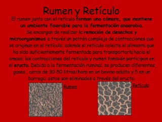 Aparato Digestivo De Los Rumiantes | PPT