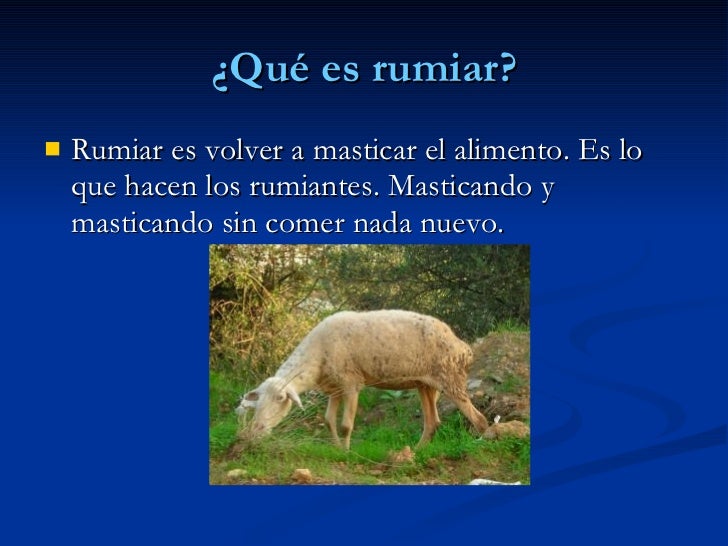 Aparato Digestivo De Rumiantes