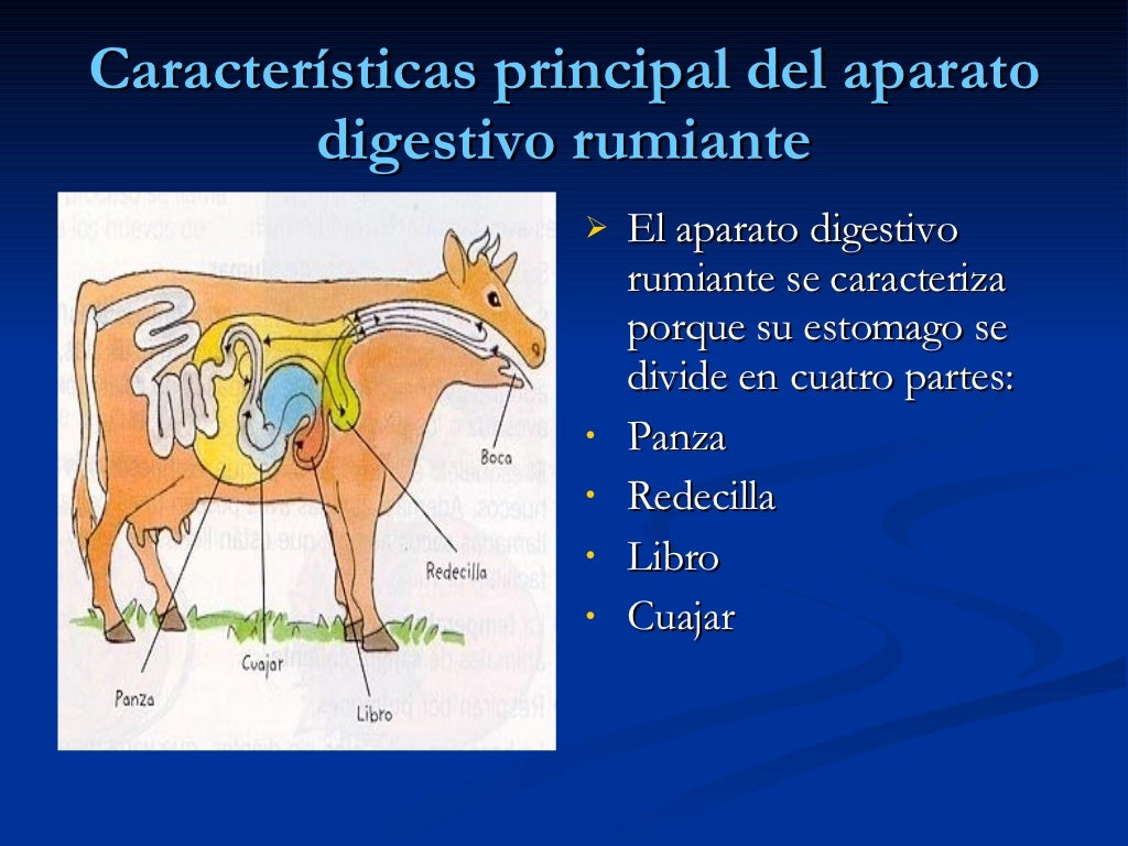 Anatomia y Fisiologia Digestiva de Los Rumiantes Rumiante Digestión