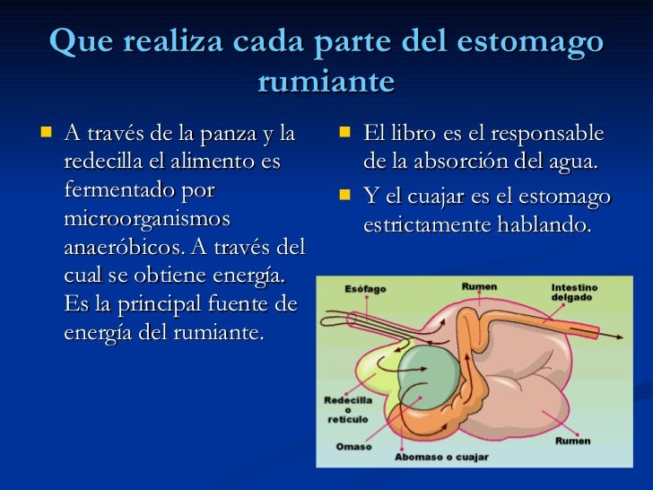 Sistema Digestivo Rumiantes Estómago Los Rumiantes Tiene Cuatro ...