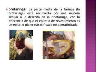 Aparato digestivo en aves domesticas | PPTX