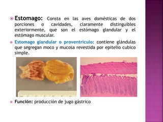 Aparato digestivo en aves domesticas | PPTX