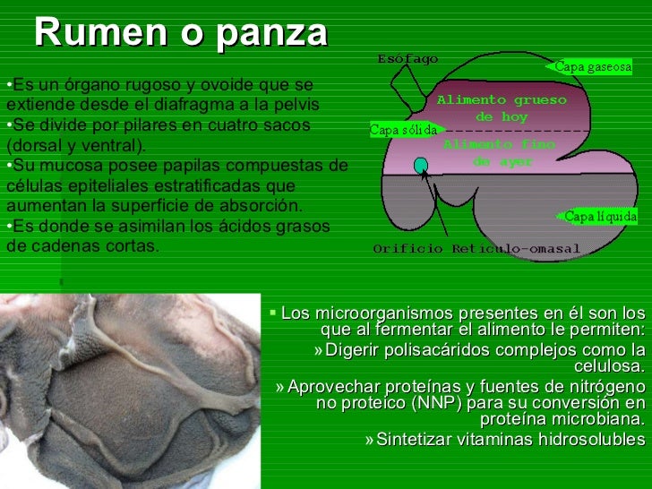 Aparato Digestivo Rumiantes