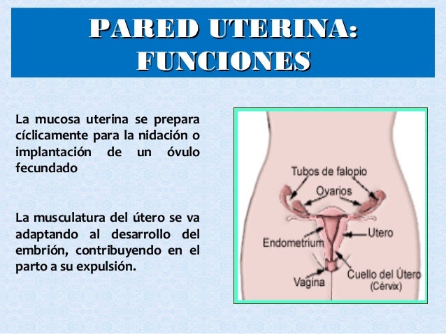 Aparato Genital Femenino