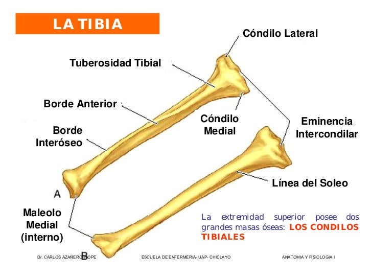 Aparato Locomotor De La Extremidad Inferior