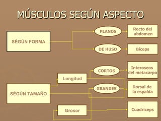 Aparato Locomotor Sistema Muscular | PPS