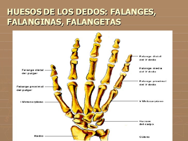 Aparato Locomotor Sistema Óseo