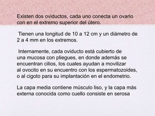 Aparato reproductor-femenino (1) | PPTX