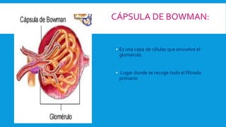 Aparato Urinario | PPT