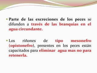 Anatomia del Aparato Urogenital de Peces. De: José Romero Profesor. | PPTX