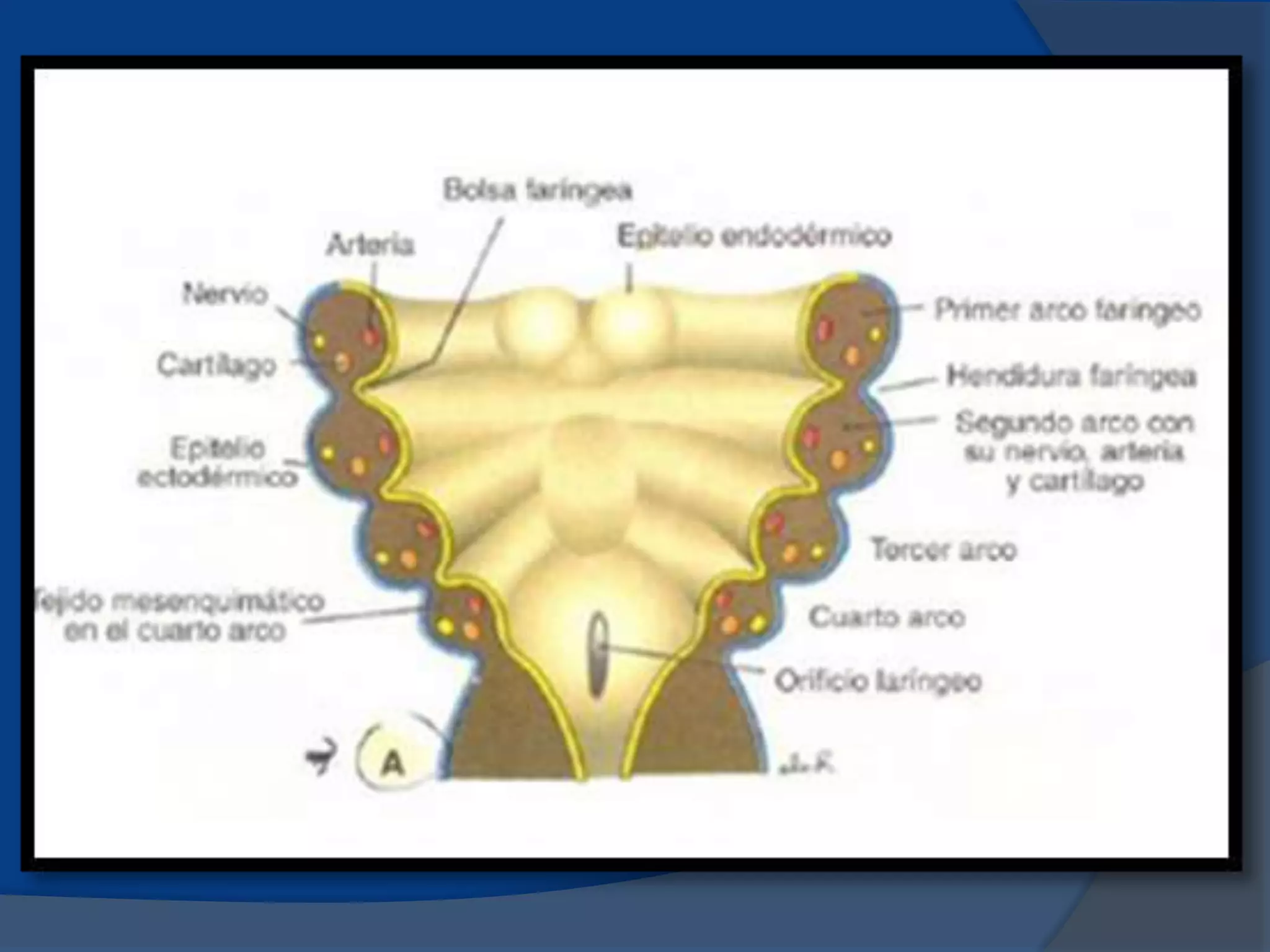 Aparato branquial o faríngeo | PPT