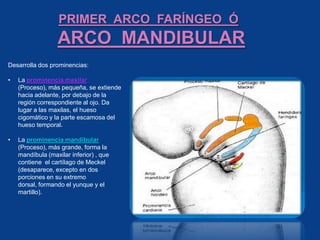 Aparato branquial o faríngeo | PPTX