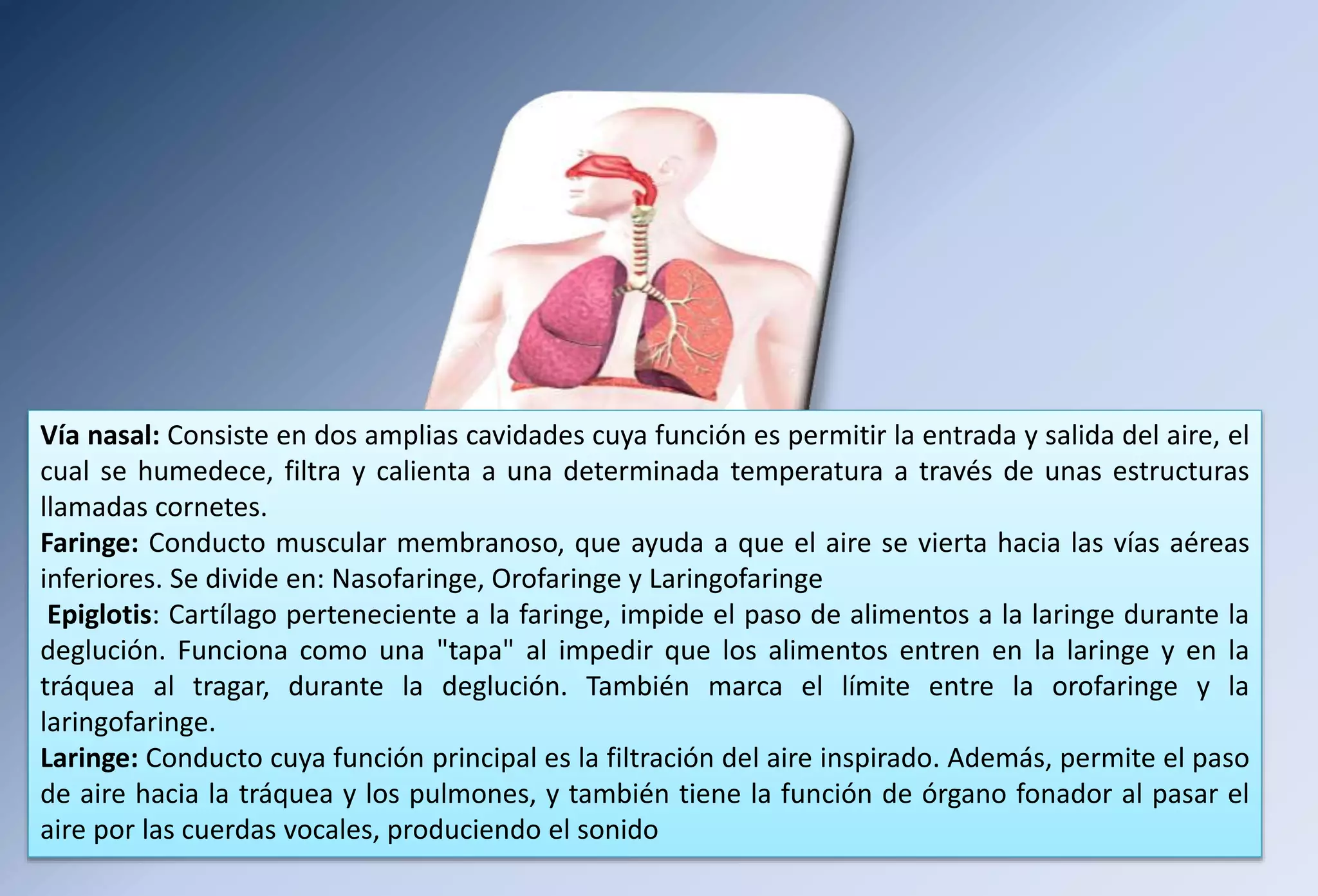 Sistema Cardio-respiratorio | PPTX