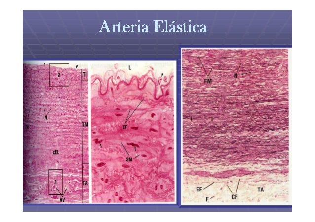 Aparato cardiovascular
