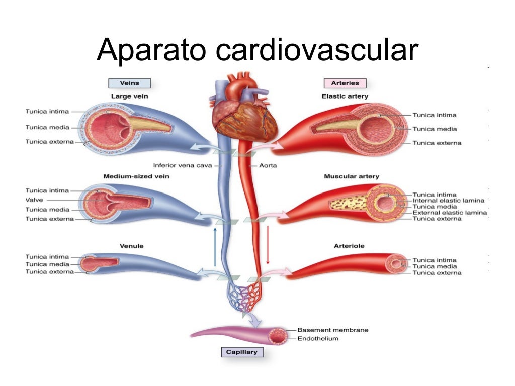 Histología del Aparato Cardio Vascular. Escuela de Medicina ITESM