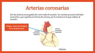 Aparato cardiovascular | PPTX