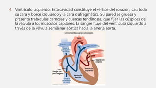 Aparato cardiovascular, anatomía y fisiolagia.pptx