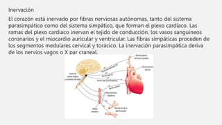 Aparato cardiovascular, anatomía y fisiolagia.pptx